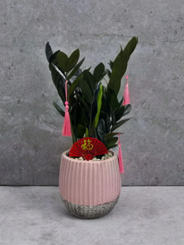 ZZ Raven in Pink Pot - Chye Heng Orchid Garden