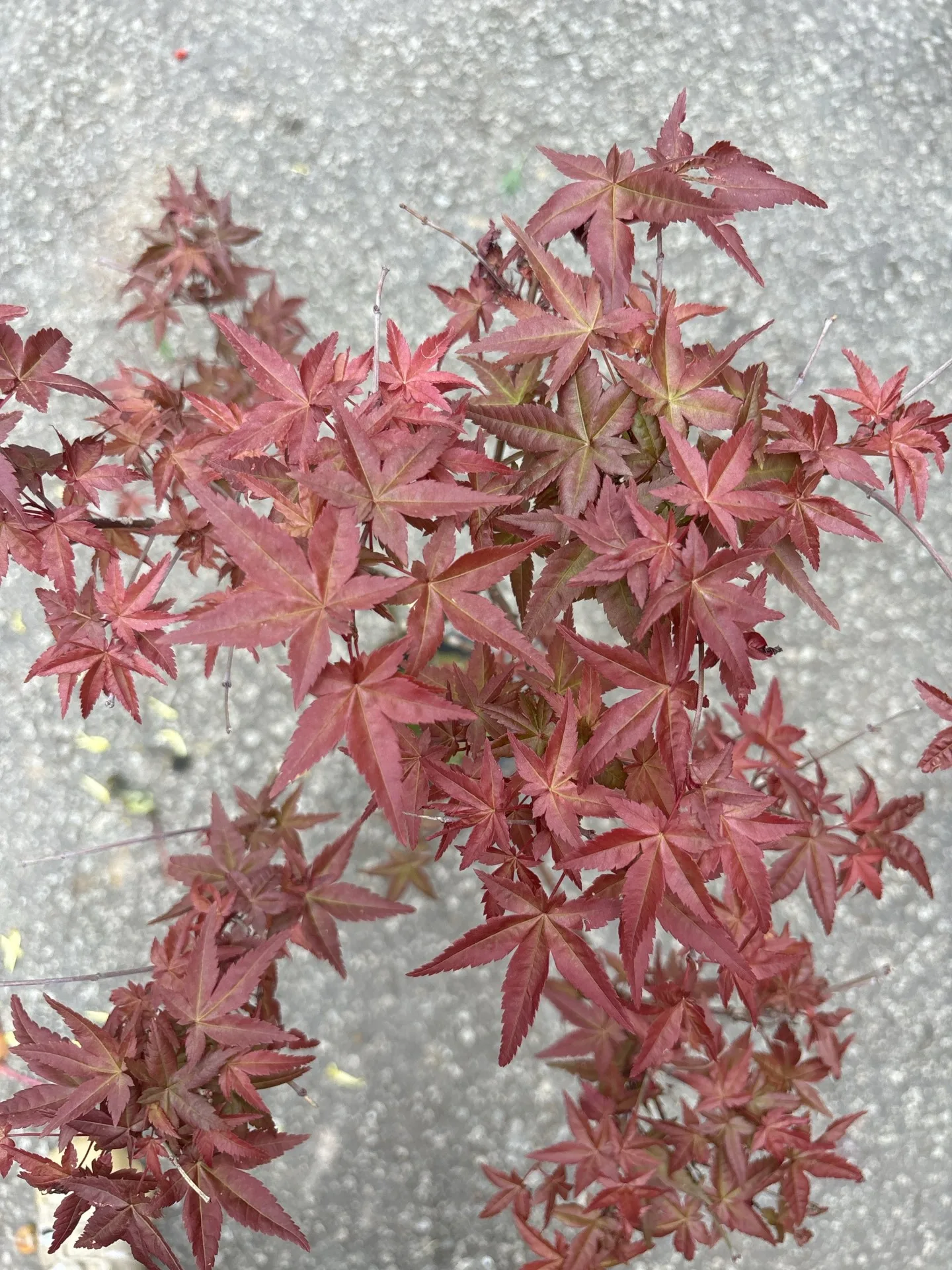 Maple Tree (Small) - Chye Heng Orchid Garden