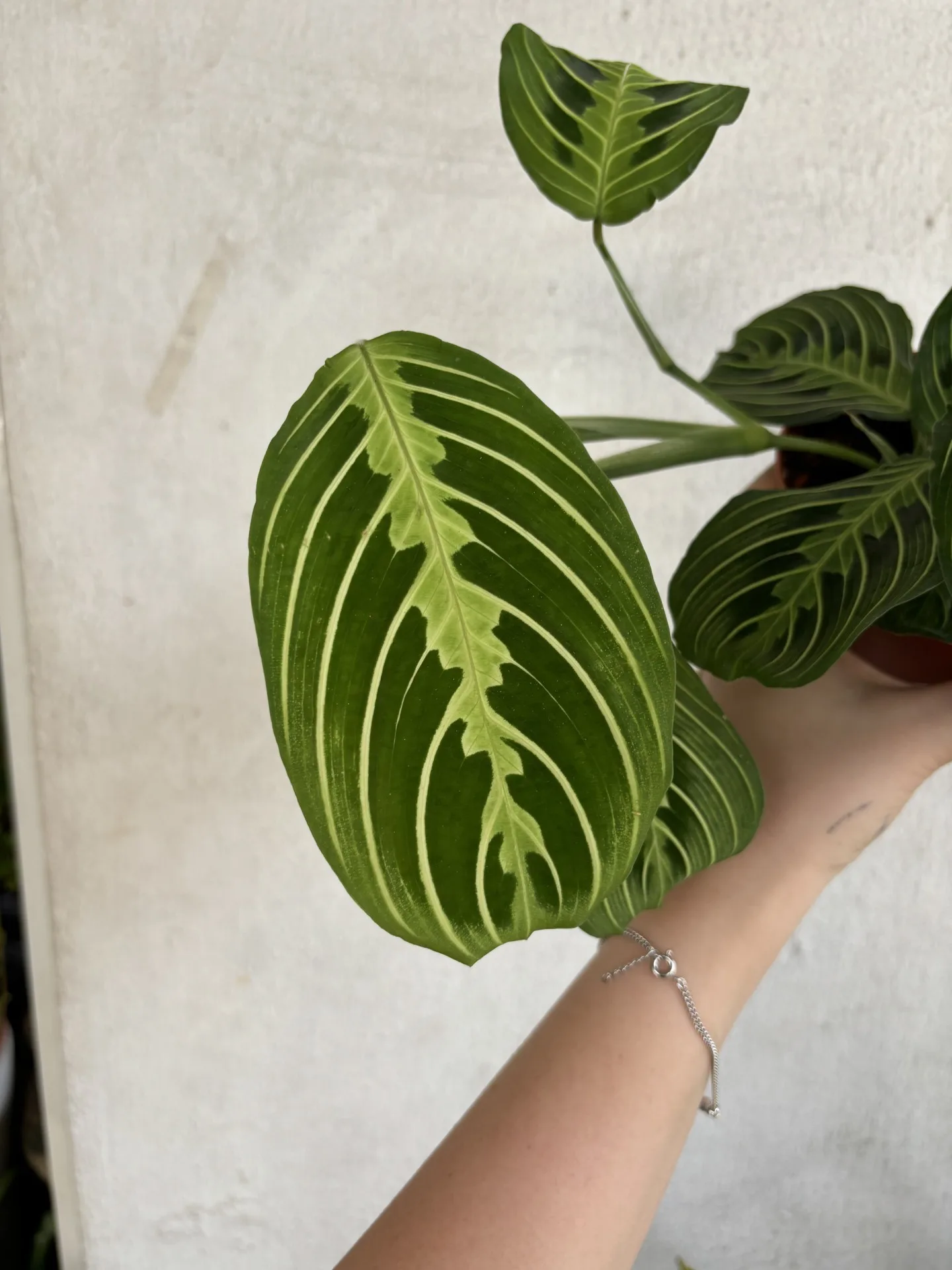 Maranta Lemon Lime (Holland) - Chye Heng Orchid Garden