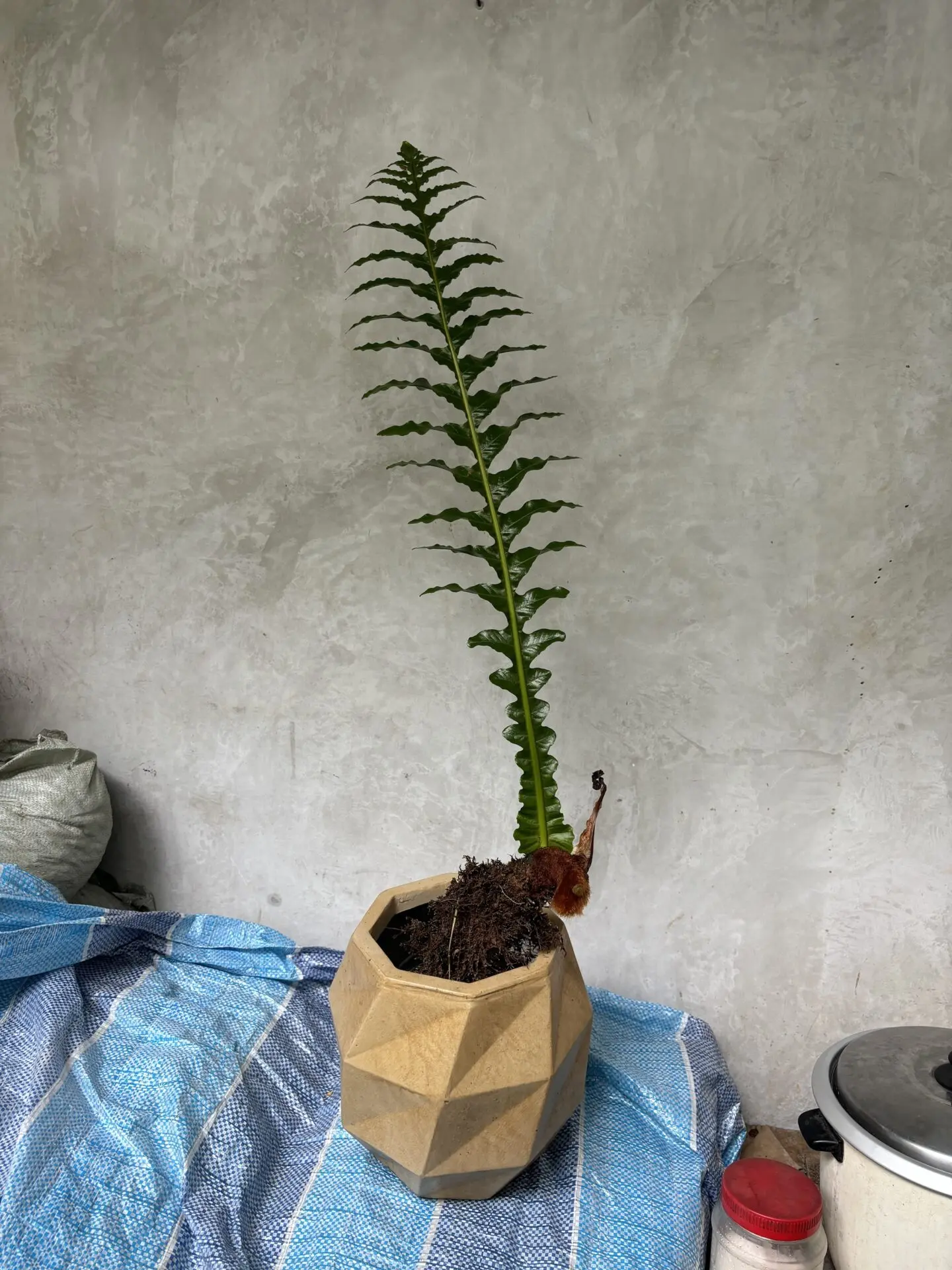 Aglaomorpha Fern (Snake Leaf Fern) - Chye Heng Orchid Garden