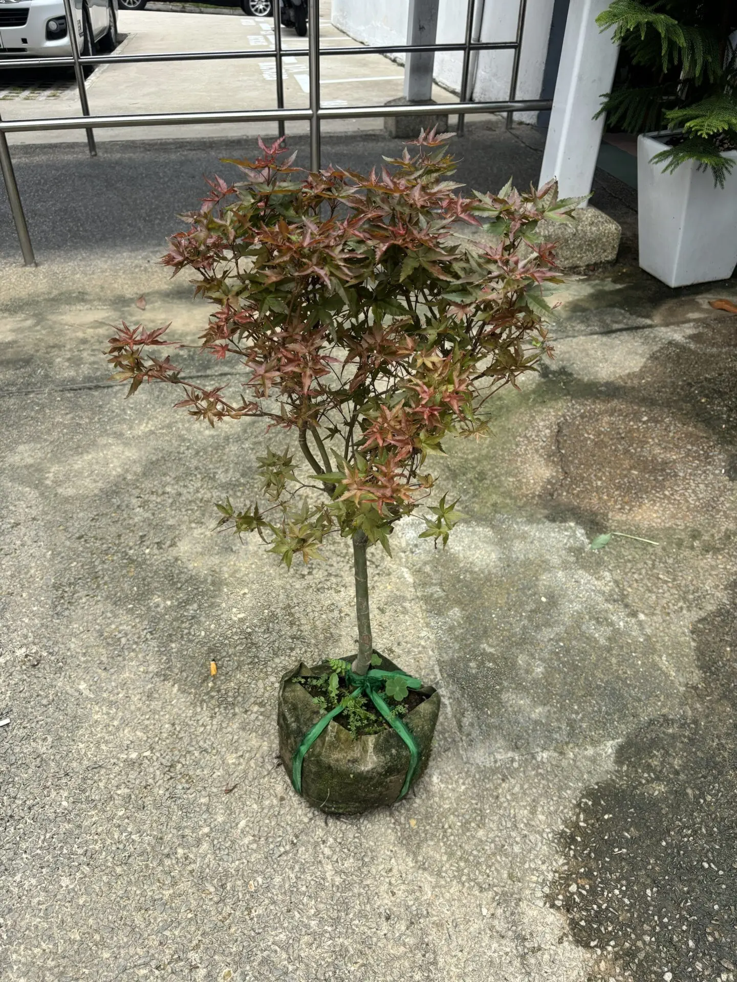 Maple Tree - Chye Heng Orchid Garden